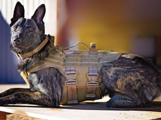 Icon Harness™ | Tactical K9 Harness | Full Body Working Dog Harness