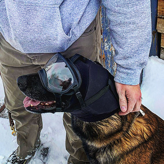 Rex Specs Goggle and Ear Pro Kit | K9 PPE | Working Dog Protection