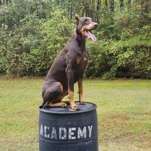 E-Collar Technologies K9-400 Trainer w/ Bungee Collar | K9 Training ...
