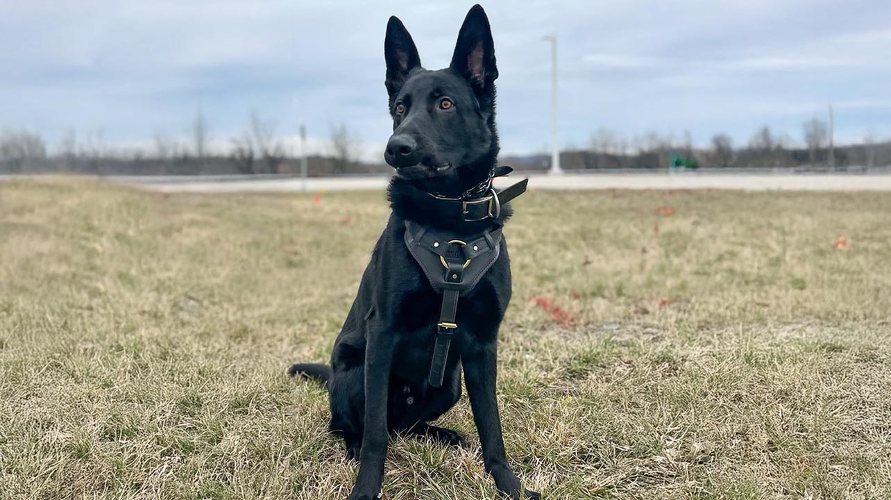 K9 Spotlight: Mark Hines of KONG™ Dog Toys - Ray Allen Manufacturing