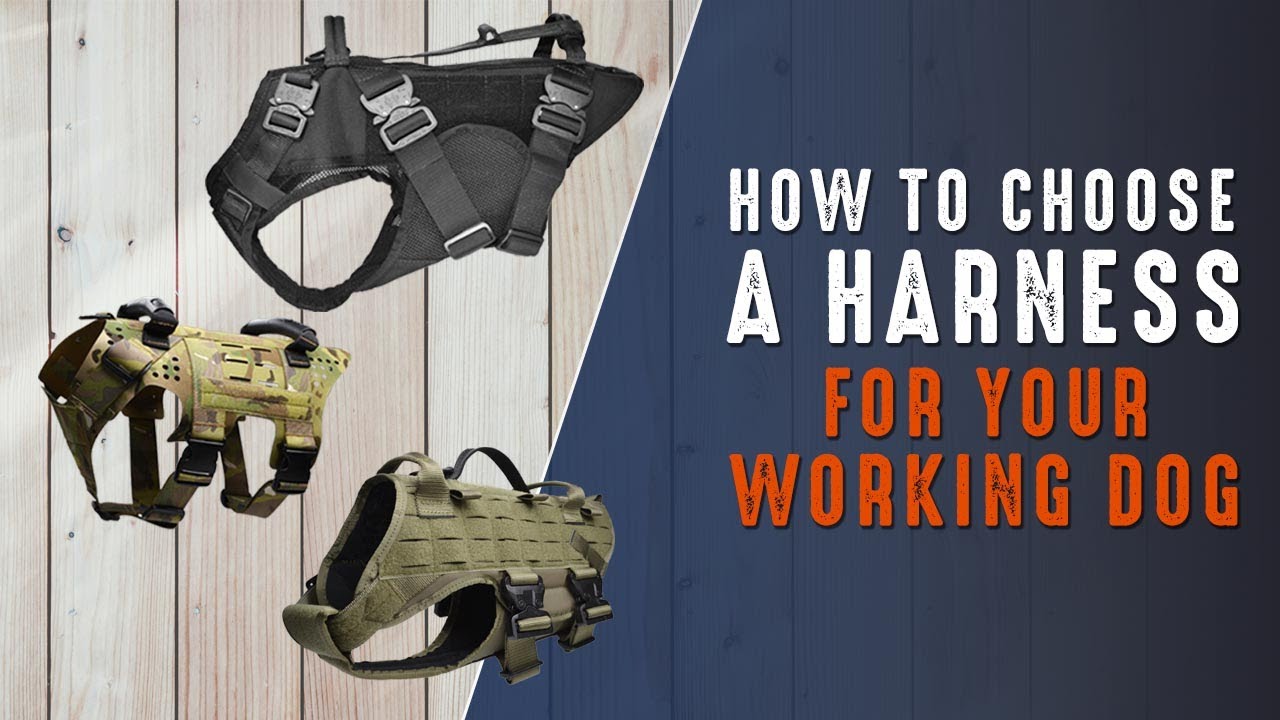 Choosing the Right Harness for Your Working Dog - Ray Allen Manufacturing