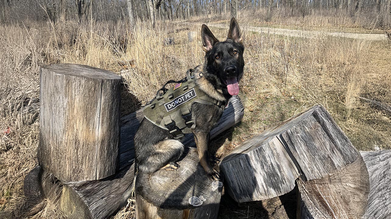 K9 Spotlight: James Wickert & Odin - Ray Allen Manufacturing