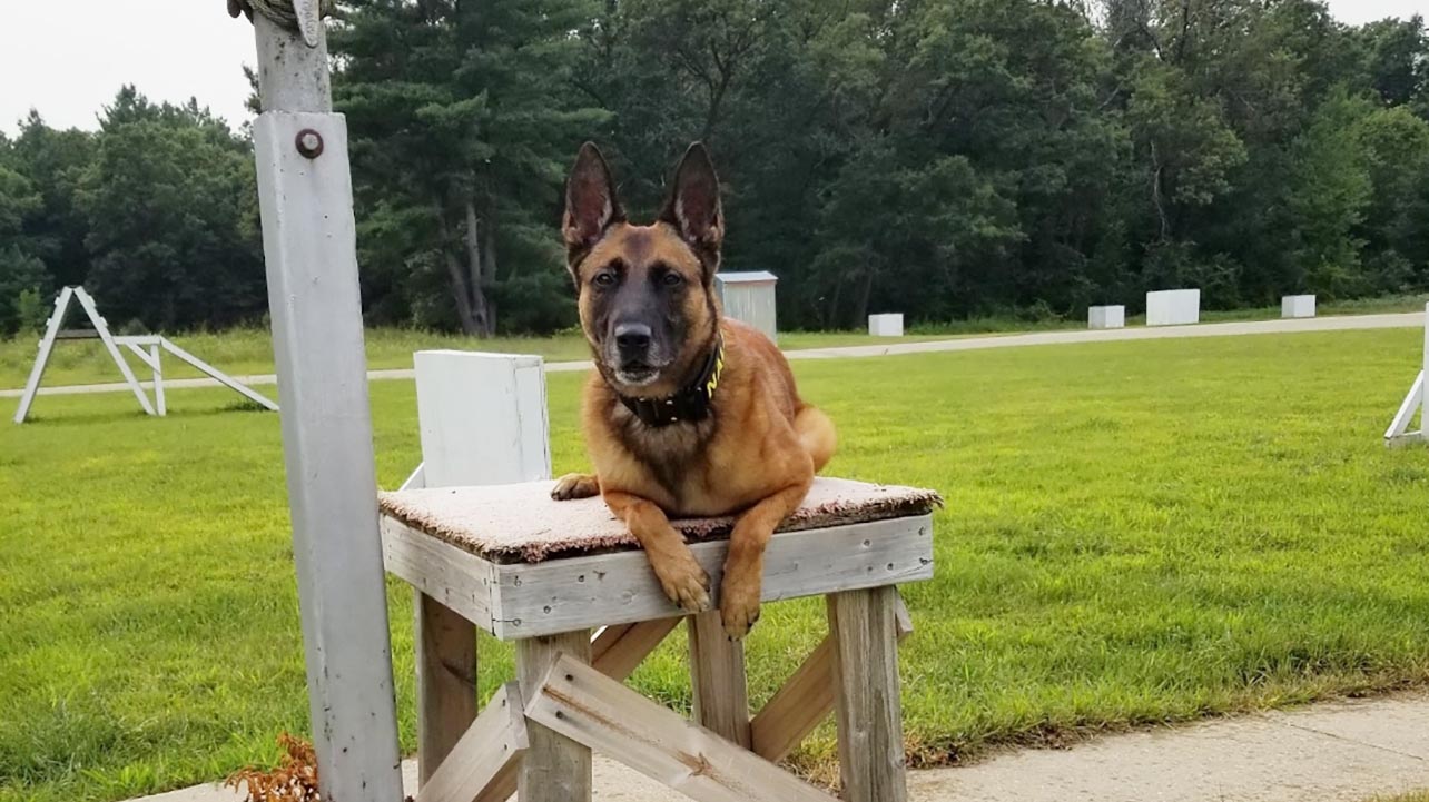 K9 Spotlight: Travis Snyder & Nala - Ray Allen Manufacturing