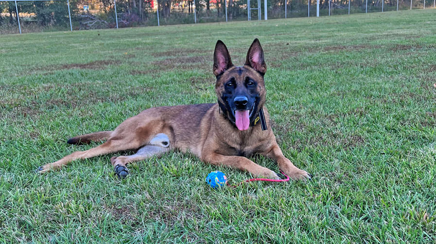 K9 Spotlight: Brad Kervin and K9 Chase - Ray Allen Manufacturing