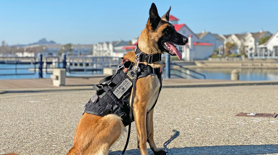 K9 Spotlight: Michael Caragio and K9 Sierra Ot Vitosha - Ray Allen ...