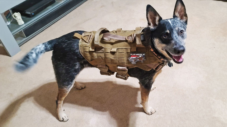 K9 Spotlight: Tommy Fabian and Kai - Ray Allen Manufacturing
