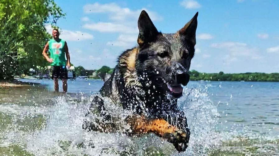 K9 Spotlight: Ed Abrahamson and Dez - Ray Allen Manufacturing