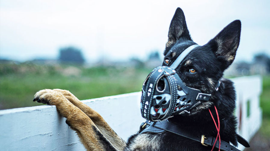 K9 Spotlight: Thomas Shepherd and Milord - Ray Allen Manufacturing