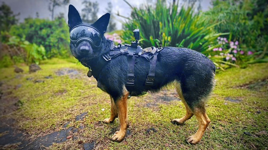 K9 Spotlight: Kaleb Fontenot and Freya - Ray Allen Manufacturing