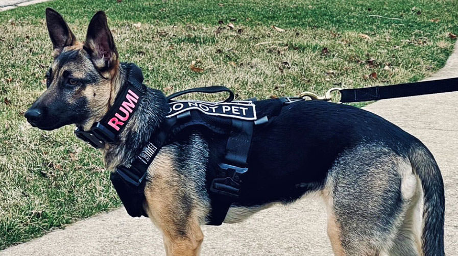 K9 Spotlight: Kimber Harris and Rumi - Ray Allen Manufacturing