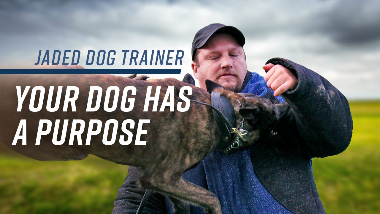 K9 Spotlight: The Jaded Dog Trainer - Ray Allen Manufacturing