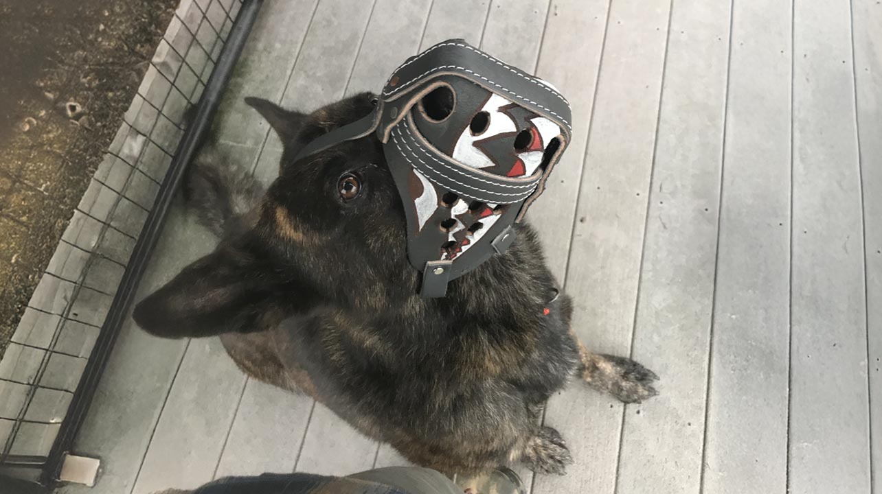 K9 Spotlight: Kay & Señor - Ray Allen Manufacturing