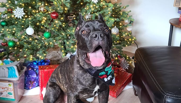 K9 Spotlight: Colleen Harmon and Skoll - Ray Allen Manufacturing