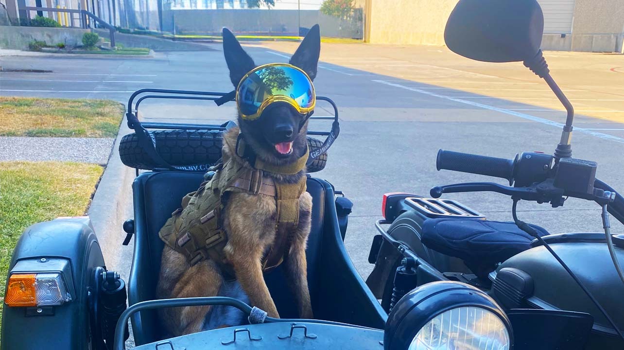 K9 Spotlight: Jason Cain and IVY - Ray Allen Manufacturing