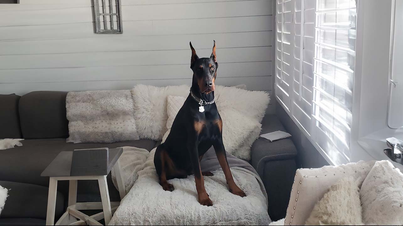 K9 Spotlight: Quenton Wagstaff & Jax - Ray Allen Manufacturing