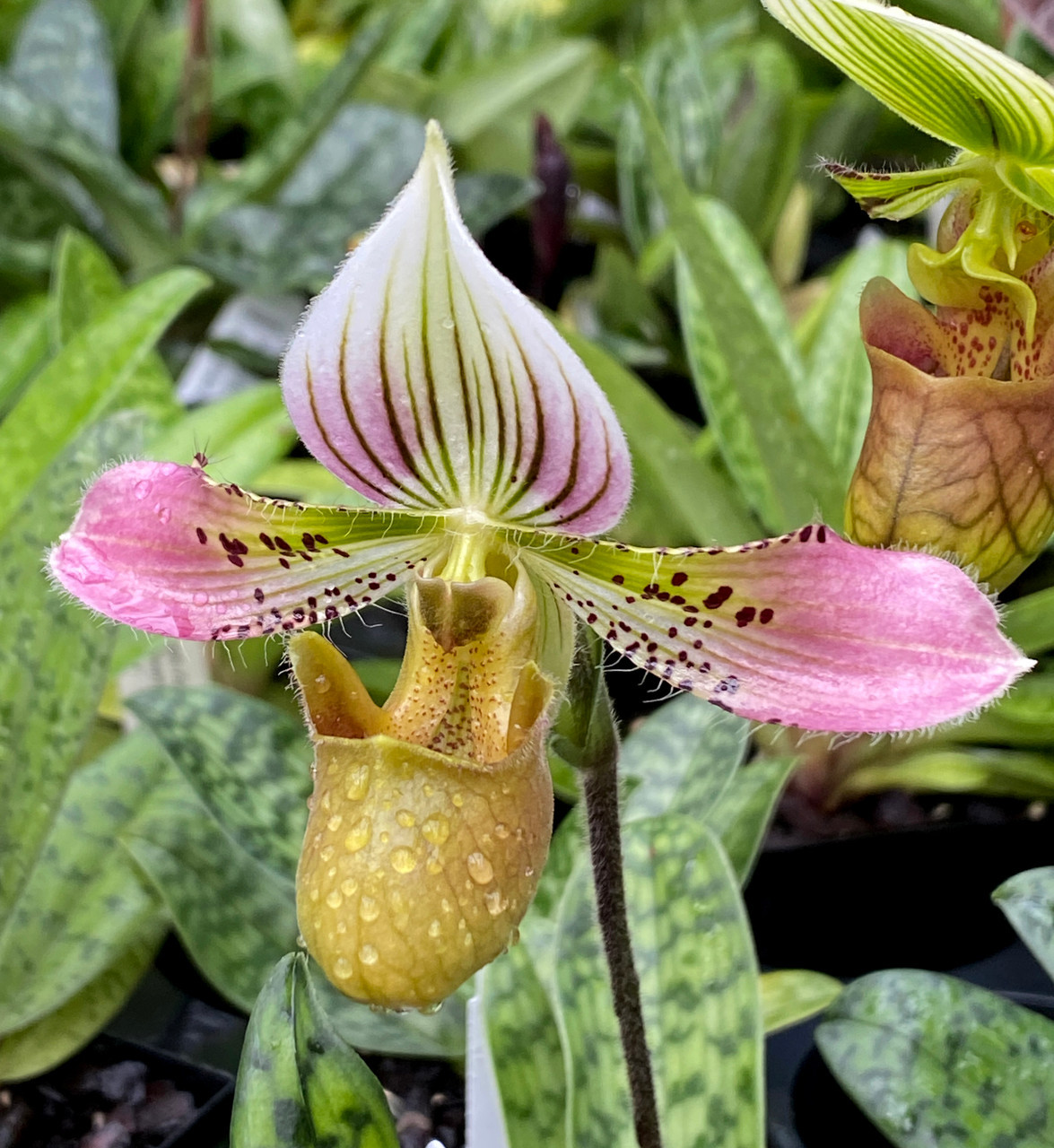 Paphiopedilum acmodontum x sib - Orchid Dynasty