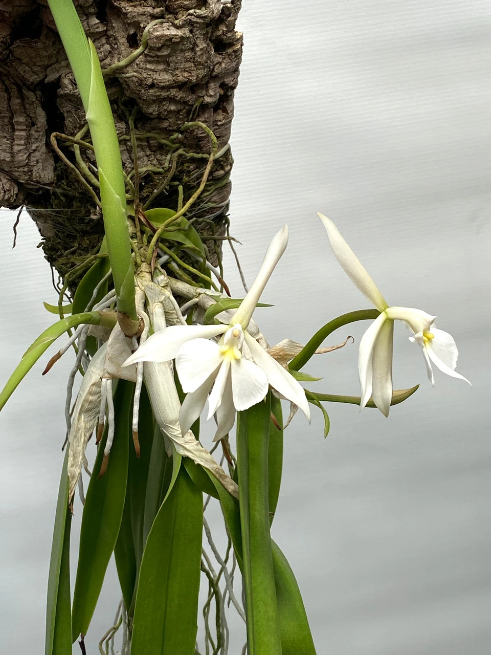 Epidendrum falcatum - Orchid Dynasty