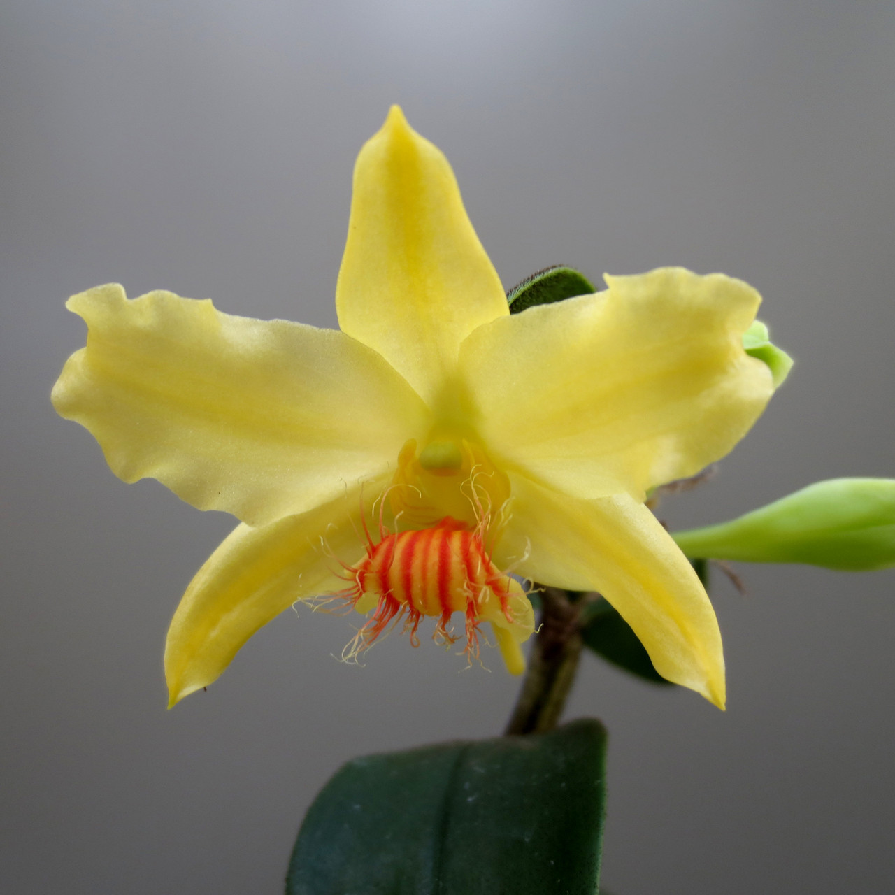 Dendrobium lowii - Orchid Dynasty