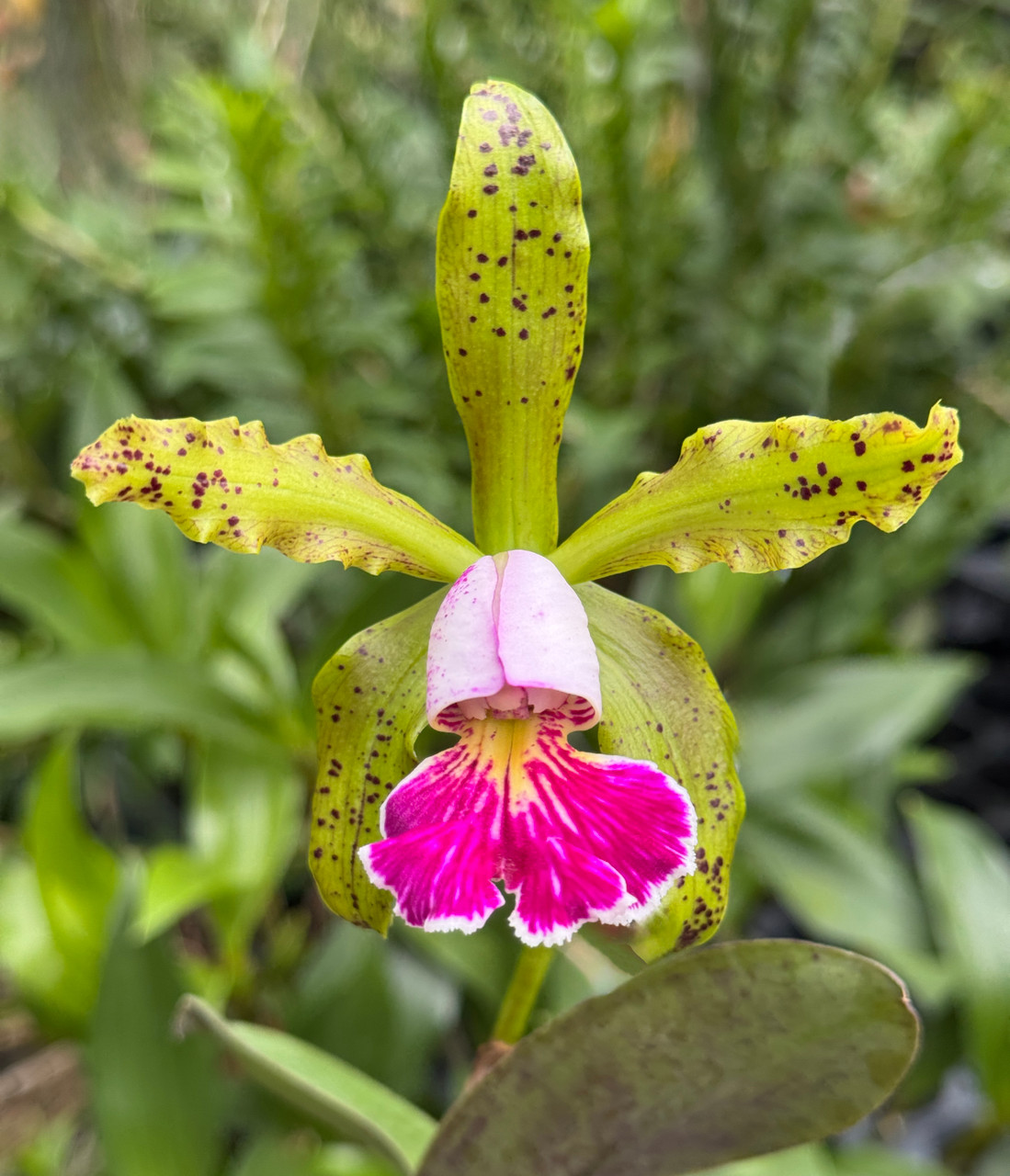 Cattleya schilleriana v. semi-alba 'Queen Emeraldas' AM/AOS - Orchid ...
