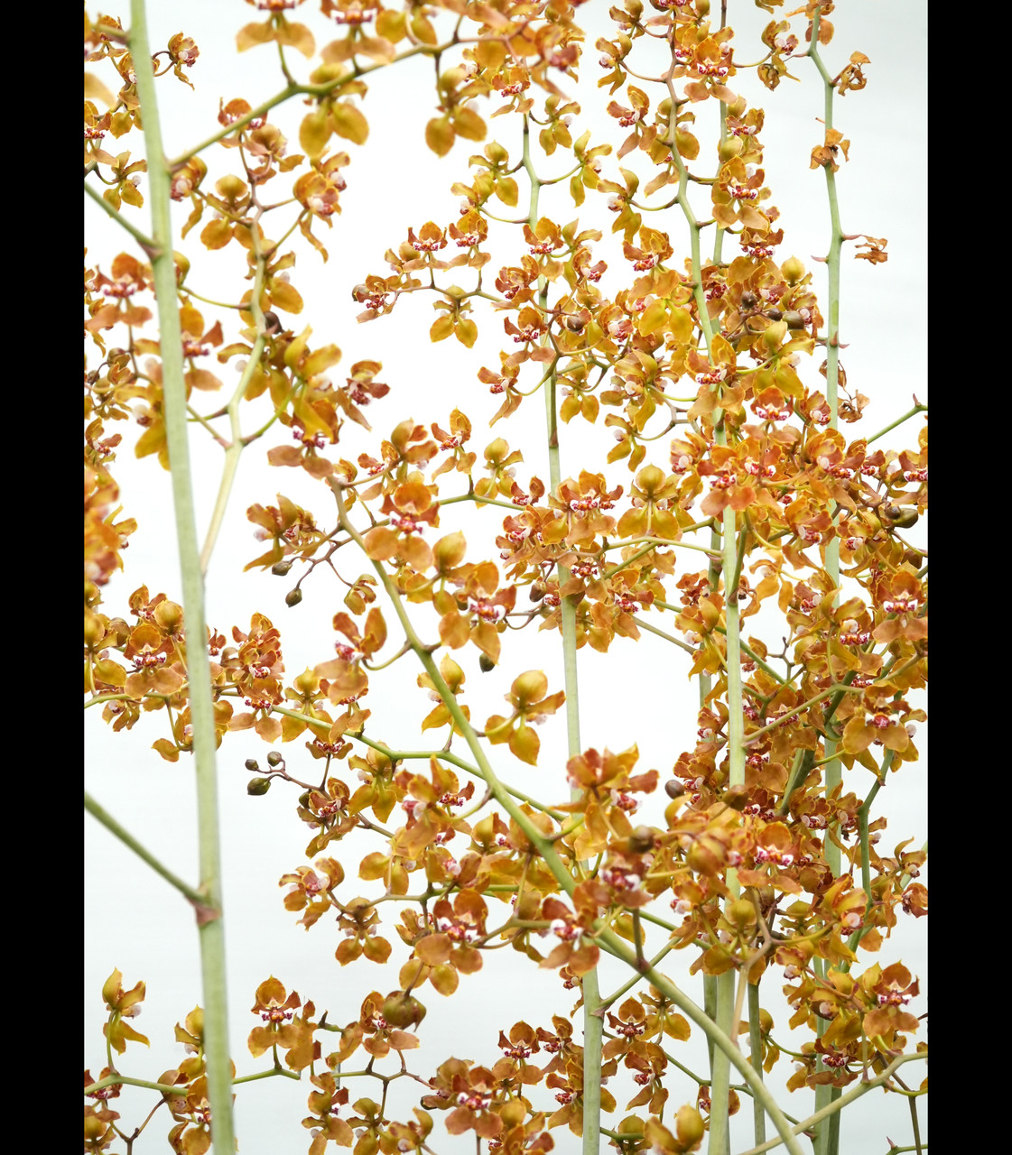 Trichocentrum microchillum 'Orchid Dynasty' - Orchid Dynasty