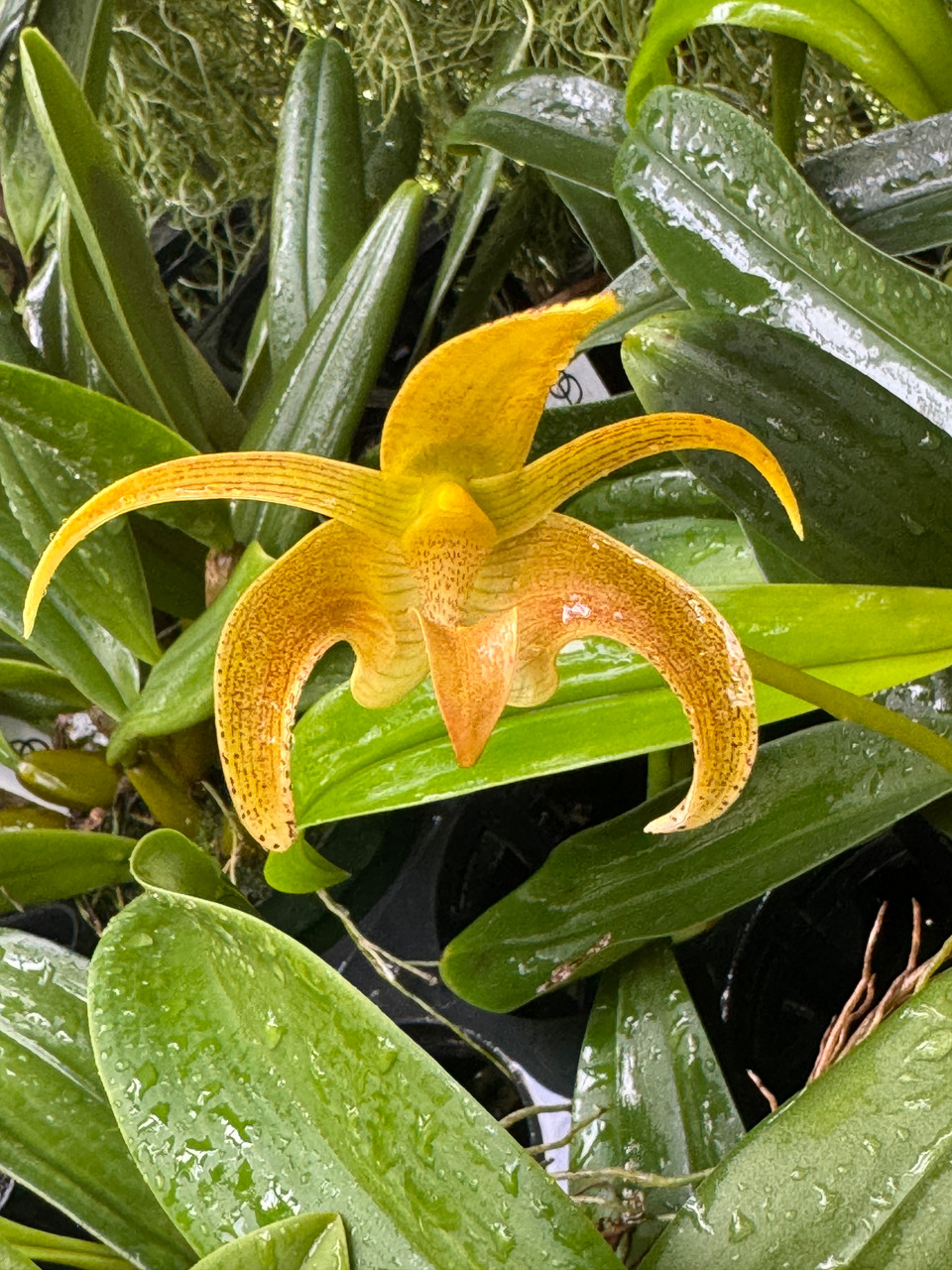 Bulbophyllum claptoense - Orchid Dynasty