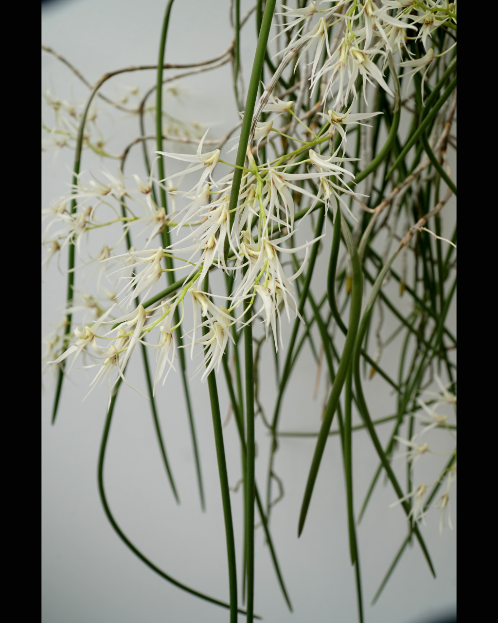 Dendrobium teretifolium - Orchid Dynasty
