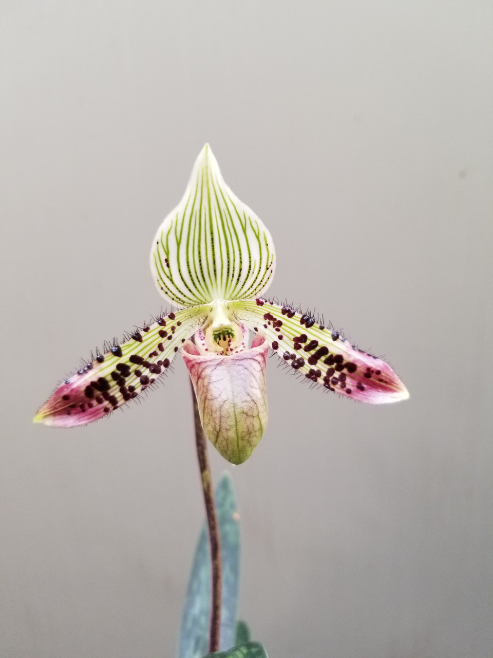 Paphiopedilum Sam Tsui (argus x volonteanum) - Orchid Dynasty