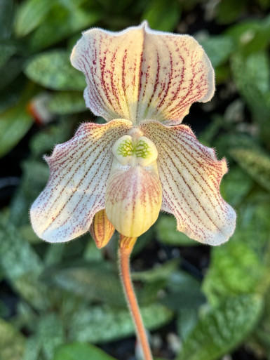 Paphiopedilum Angela (fairrieanum x niveum) - Orchid Dynasty