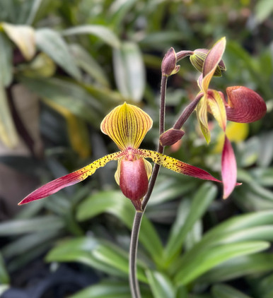 Paphiopedilum Julius (lowii 'Wilbur'AM/AOS x roth 'New Horizon' FCC/AOS)