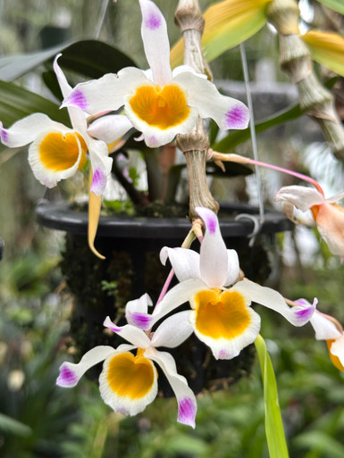 Dendrobium pendulum - Orchid Dynasty