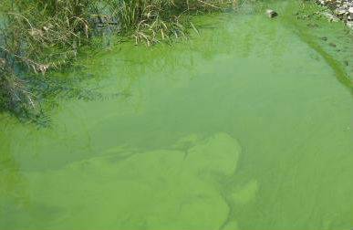 Everything you Need to Know about Green Water in the Hotter Weather ...