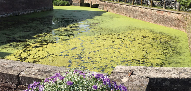 A Quick Guide to Green Water Solutions - Bradshaws Direct