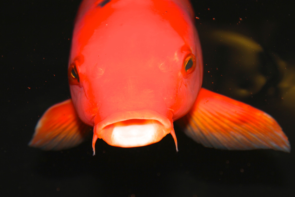 The Weird and Wonderful World of Koi Keeping - Bradshaws Direct