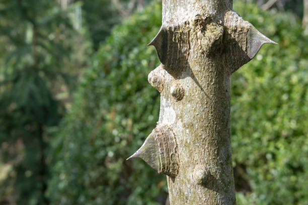 Prickly Ash Bark Tincture - Living Farms