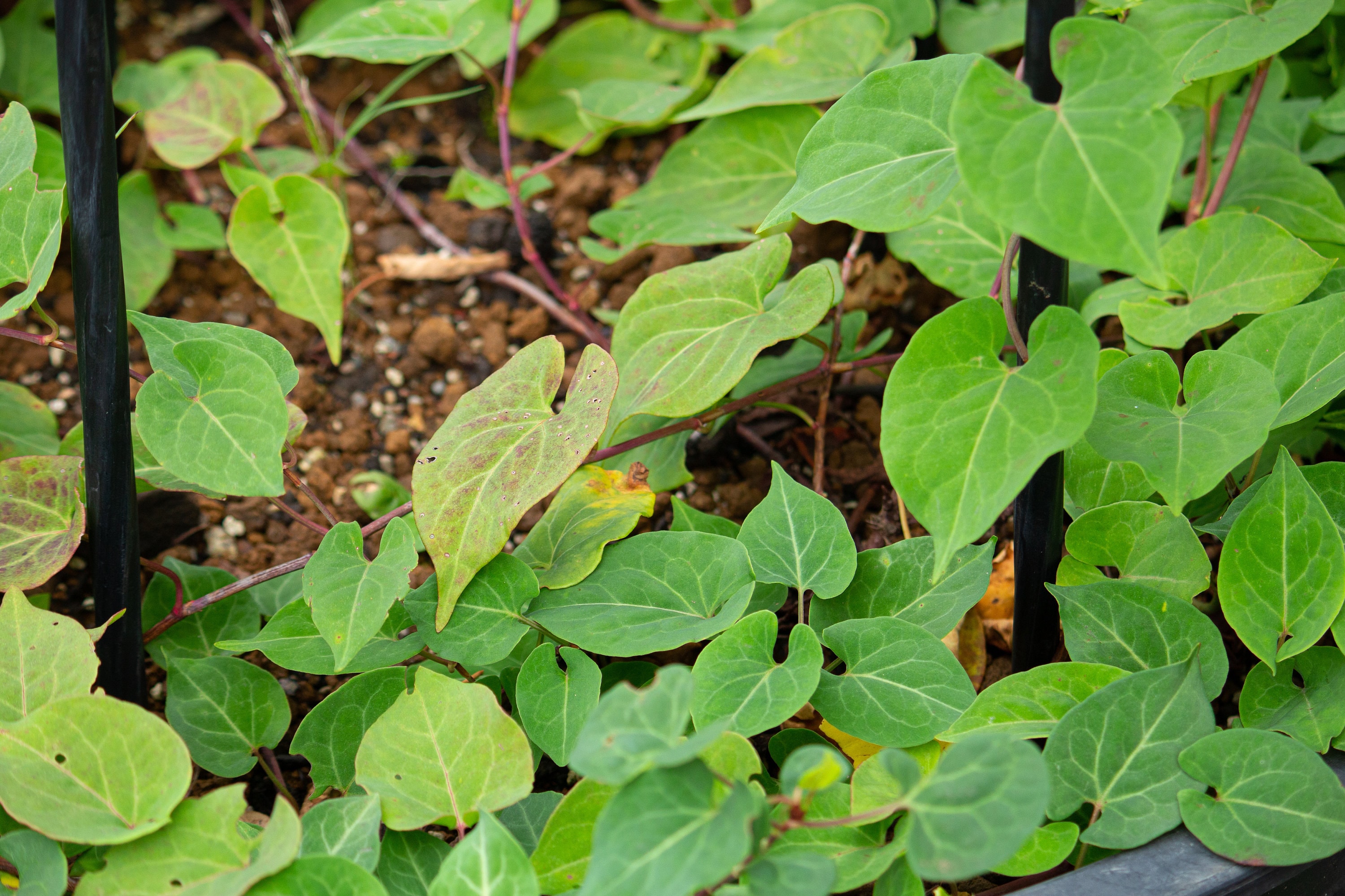 Fo-Ti root (He Shou Wu) capsules - Living Farms