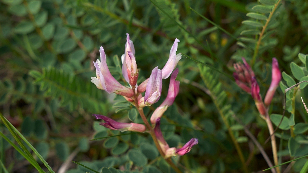Astragalus root capsules - Living Farms