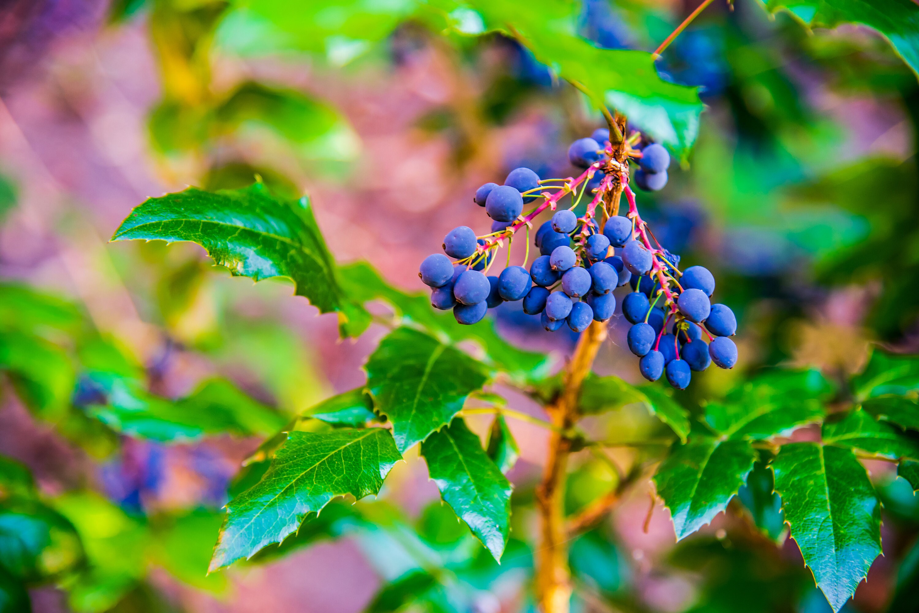 Barberry Alcohol Free Tincture - Living Farms