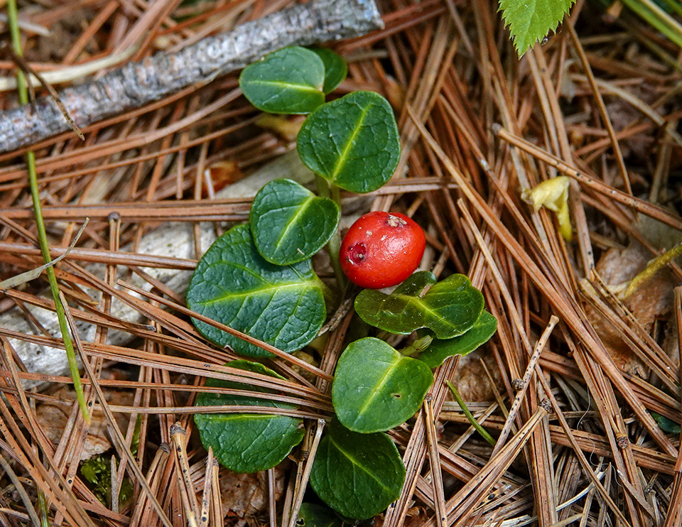 Partridge Berry Alcohol-Free Tincture - Living Farms