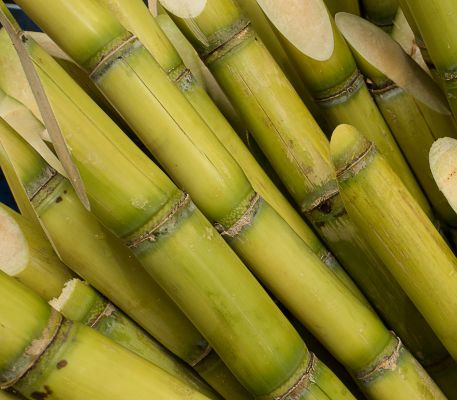 Paper and Plastic Alternatives That Will Take Off In The Next 5 Years ...