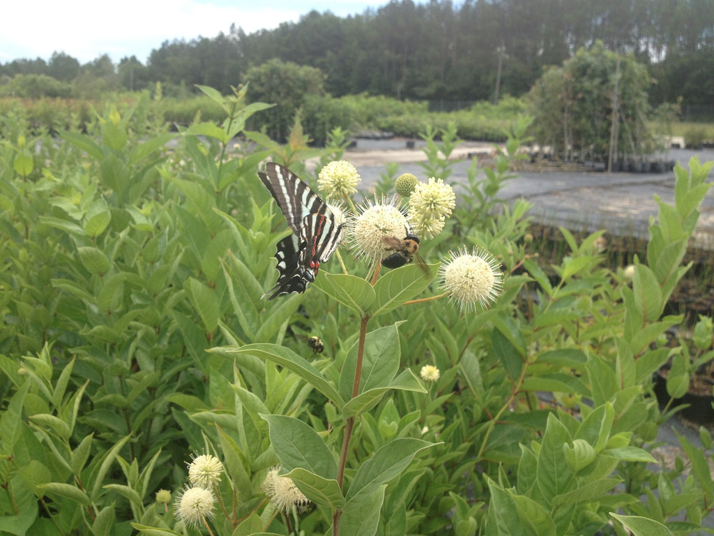 Cephalanthus occidentalis Buttonbush - Mail Order Natives