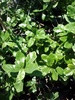 Quercus chapmanii Chapman Oak - Mail Order Natives