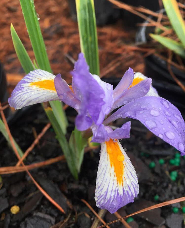 Iris verna Violet Iris 1 gallon - Mail Order Natives