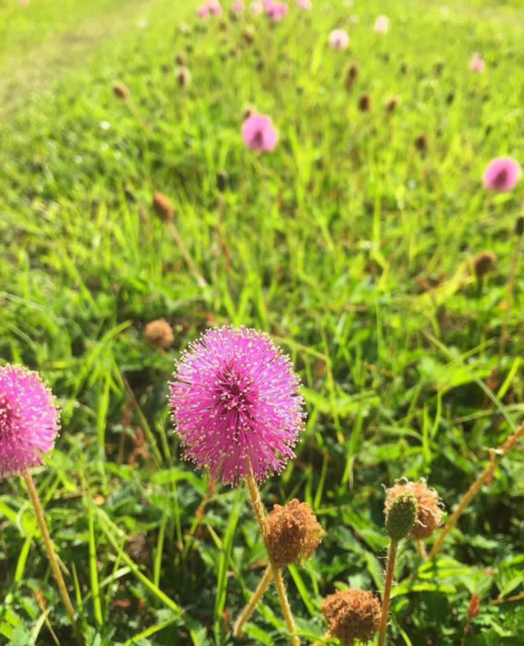 Mimosa strigillosa Powderpuff Plant 1gallon - Mail Order Natives Mimosa strigillosa Powderpuff Plant 1gallon - Mail Order Natives