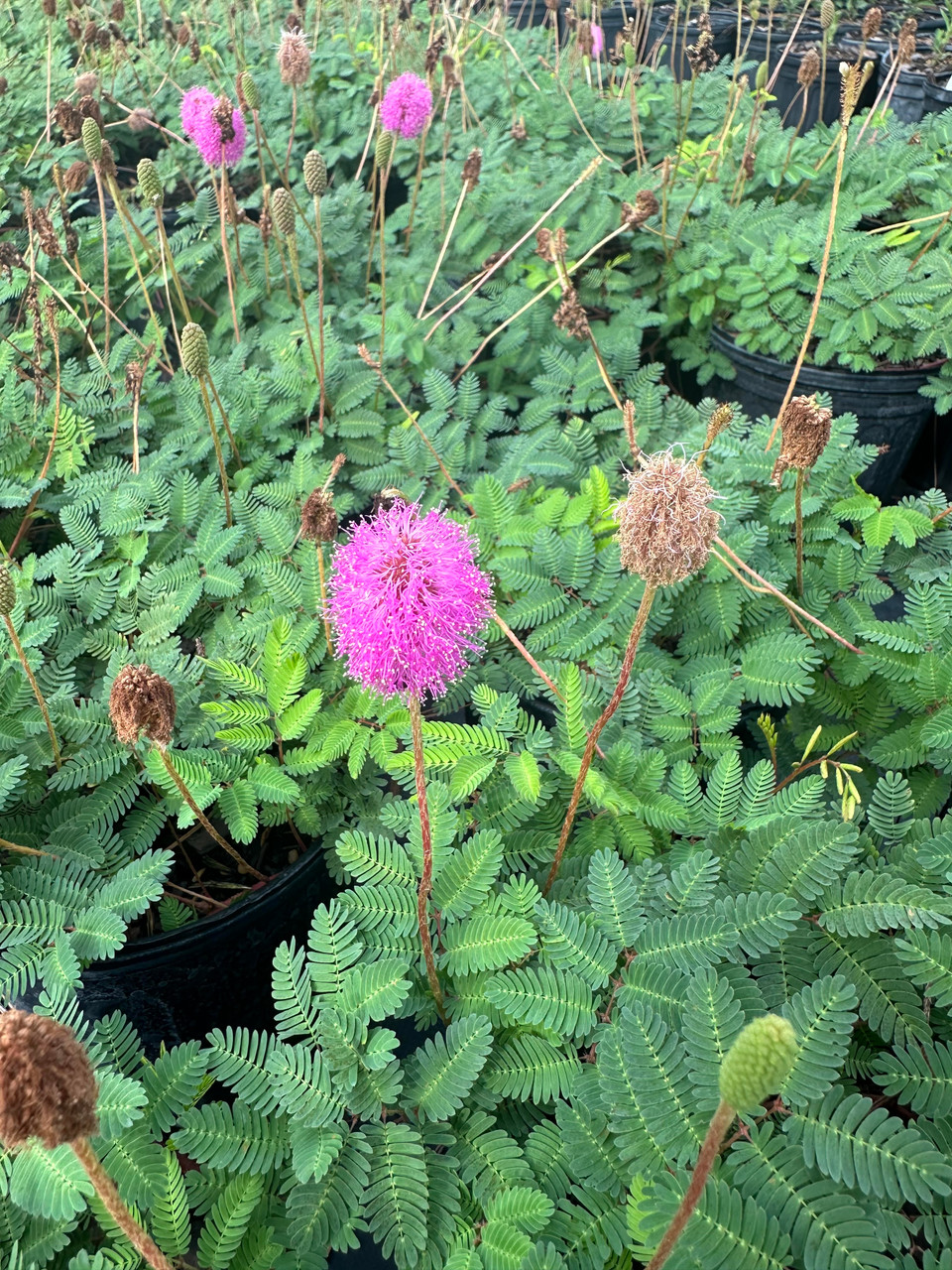 Mimosa strigillosa Powderpuff Plant 1gallon - Mail Order Natives Mimosa strigillosa Powderpuff Plant 1gallon - Mail Order Natives
