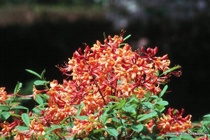 Rhododendron austrinum Flame Azalea - Mail Order Natives