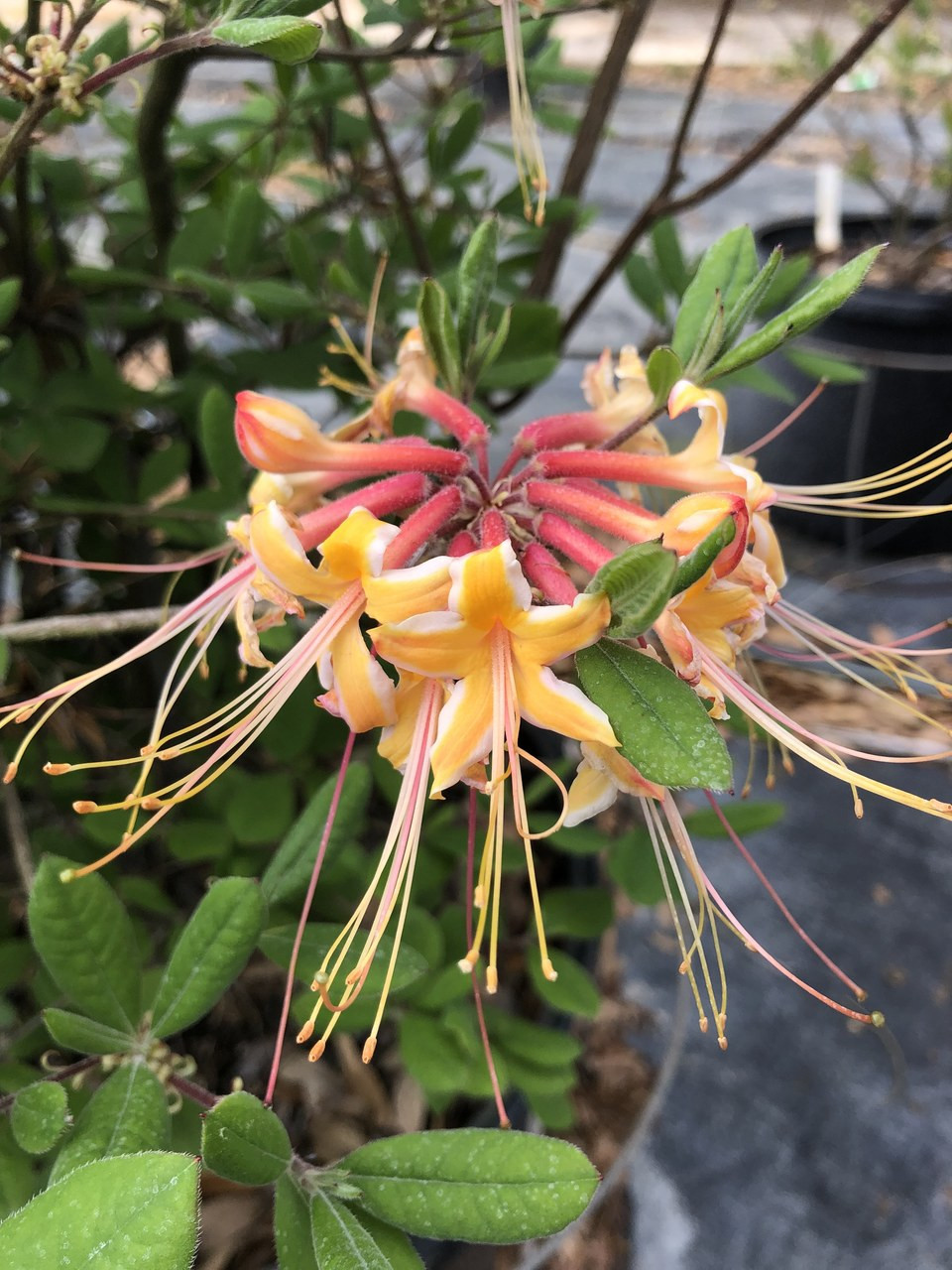 Rhododendron austrinum Millie Mac - Mail Order Natives