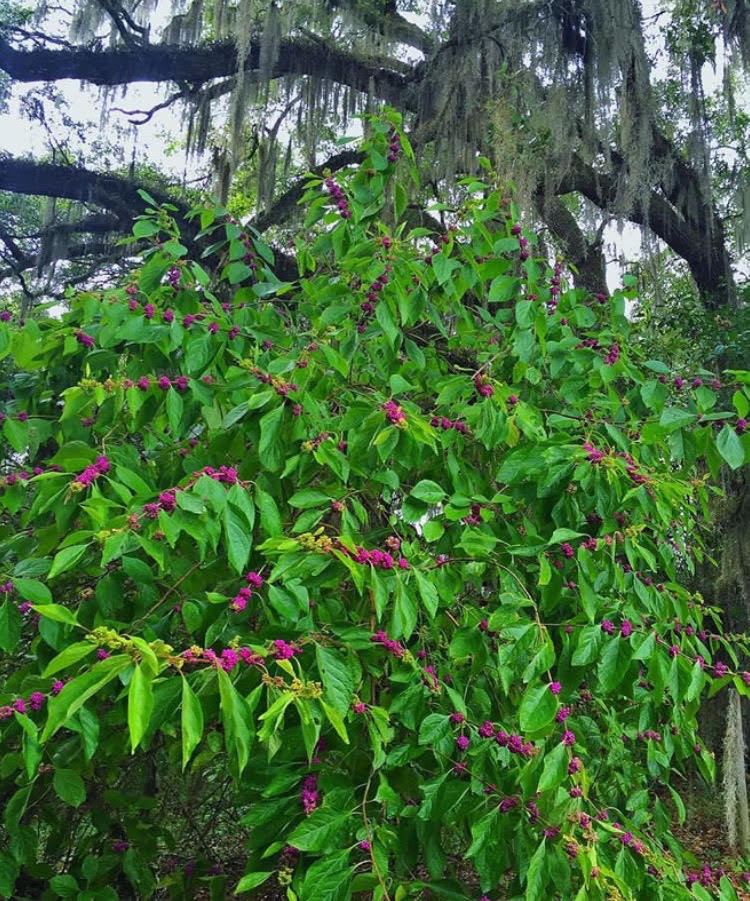Callicarpa americana Beautyberry - Mail Order Natives