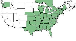 Platanus occidentalis Sycamore - Mail Order Natives