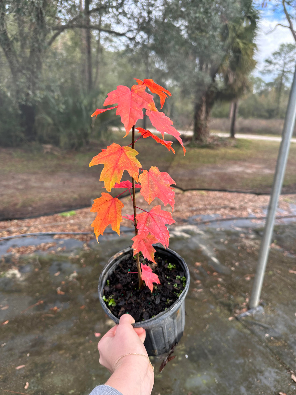Acer saccharum var. leucoderme Chalk Maple 1gallon - Mail Order Natives