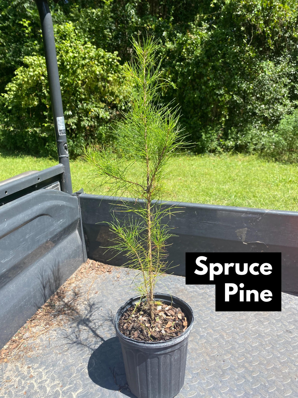 Pinus glabra Spruce Pine - Mail Order Natives